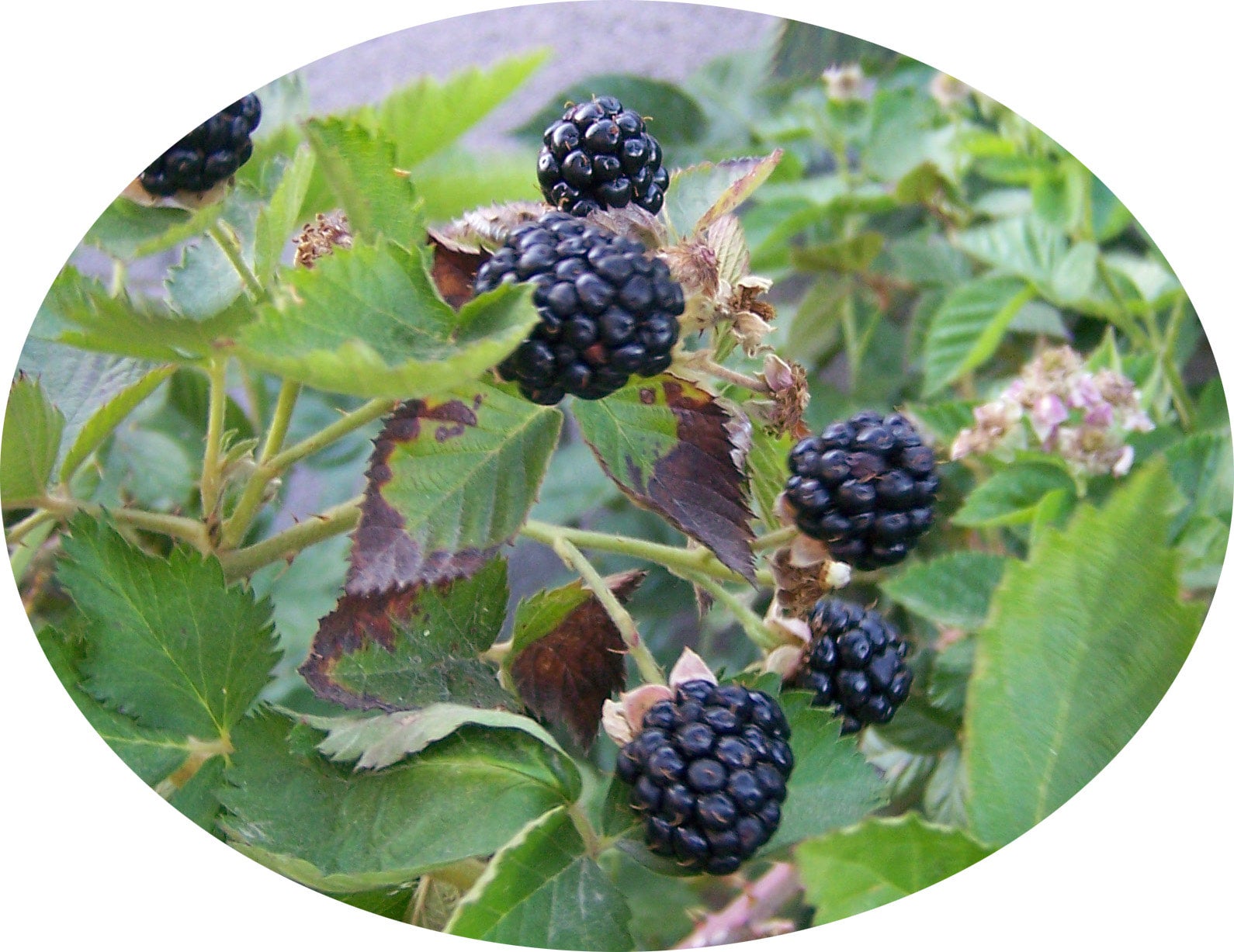 more about blackerobbi